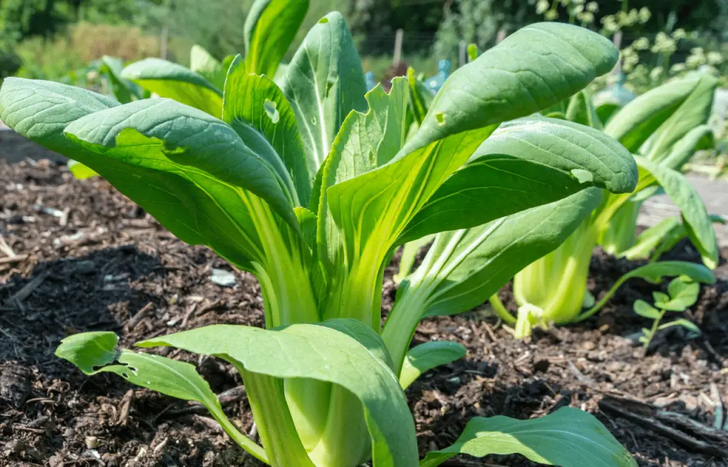 Consejos para cultivar Bok Choy en tu jardín – mi trucos caseros