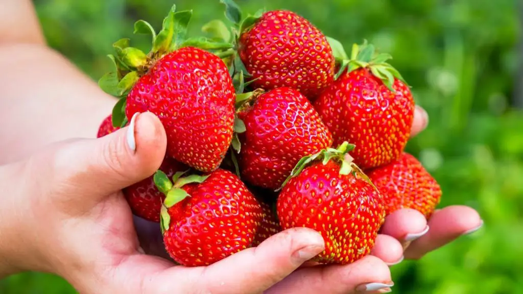 ¿Cómo aumentar el rendimiento de tus fresas? ¡5 consejos poco conocidos ...