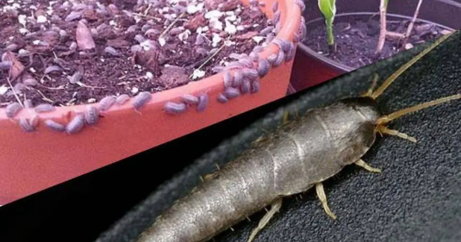 ¿Qué son los peces plateados y cómo deshacerse de ellos para siempre ...