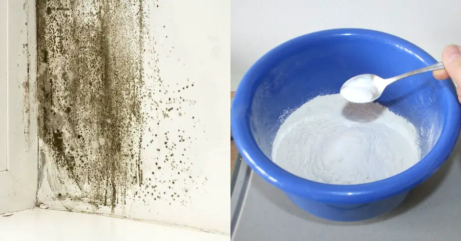 Moho y humedad en casa: 5 formas efectivas de eliminarlo de una vez por ...