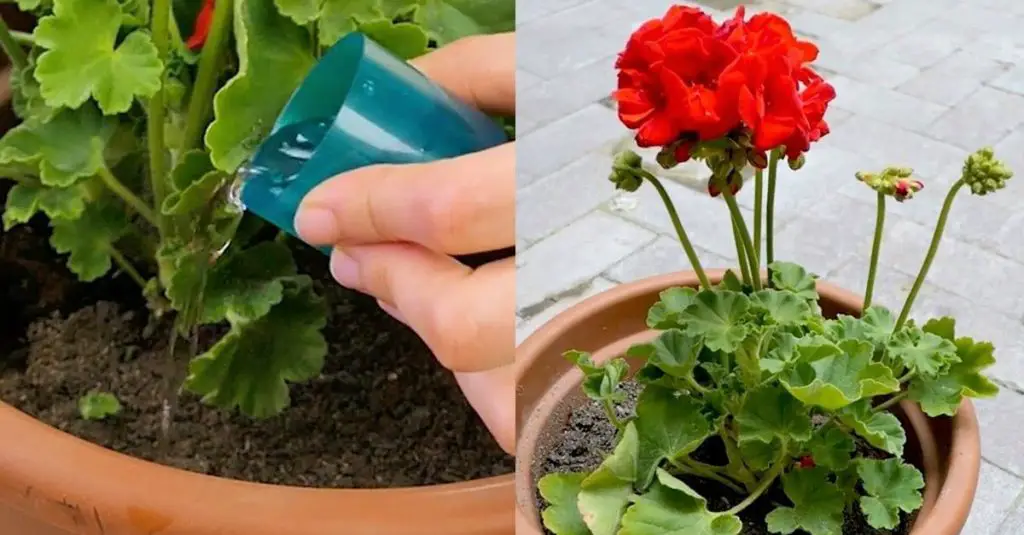 Cómo cultivar geranios en maceta: los secretos para tenerlos bonitos y ...