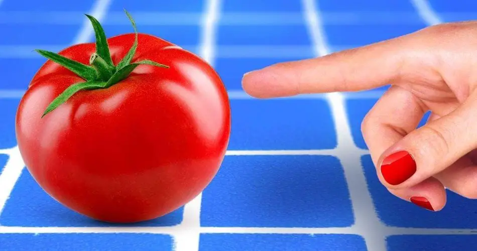 Cuándo tirar los tomates: señales y tiempos de almacenamiento. – mi ...