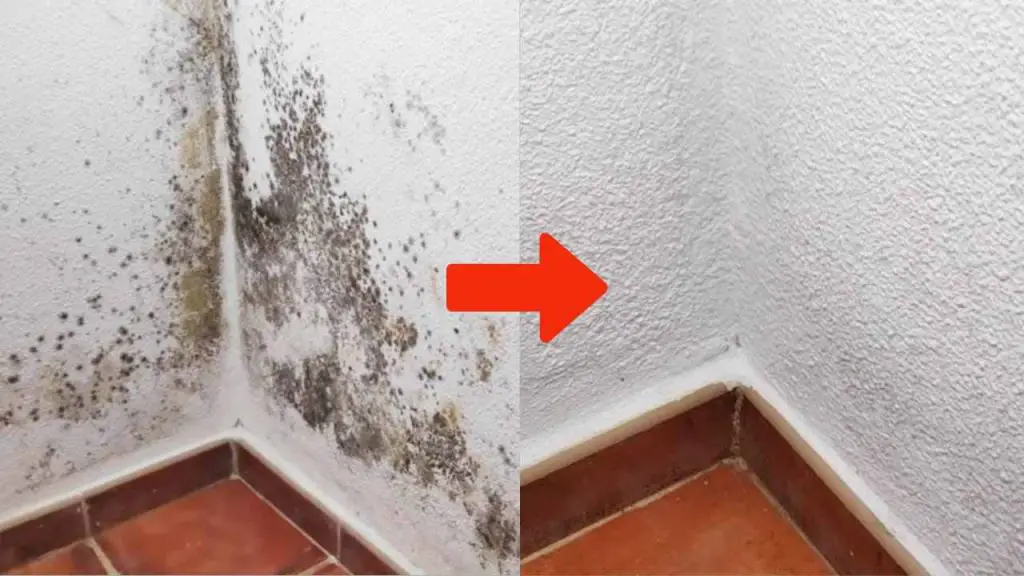 Moho en las paredes de casa, la solución más rápida y eficaz para ...