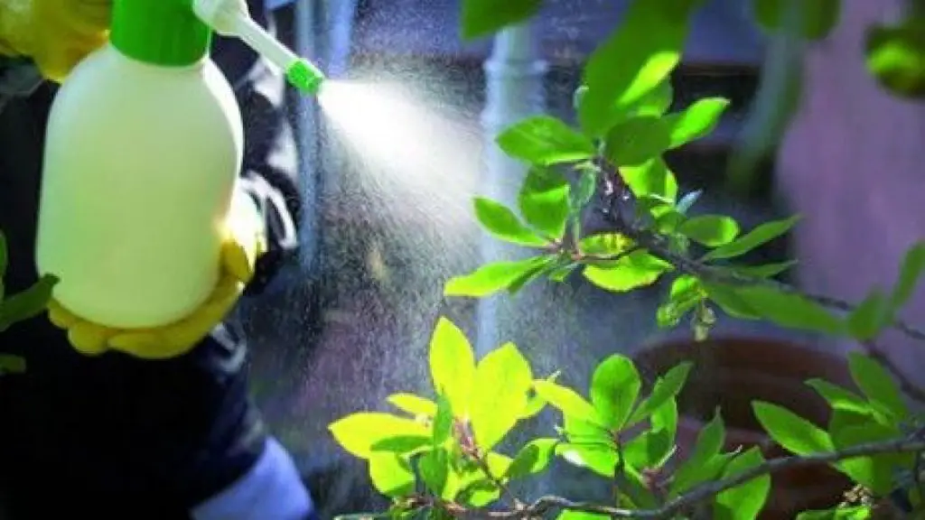 Insecticida casero: esto es lo que hay que rociar contra hormigas ...
