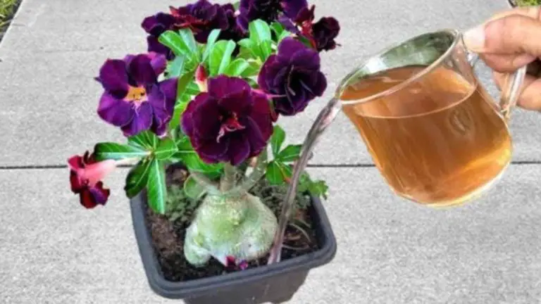 Planta Muerta: Consejos imparables para revivirla – mi trucos caseros