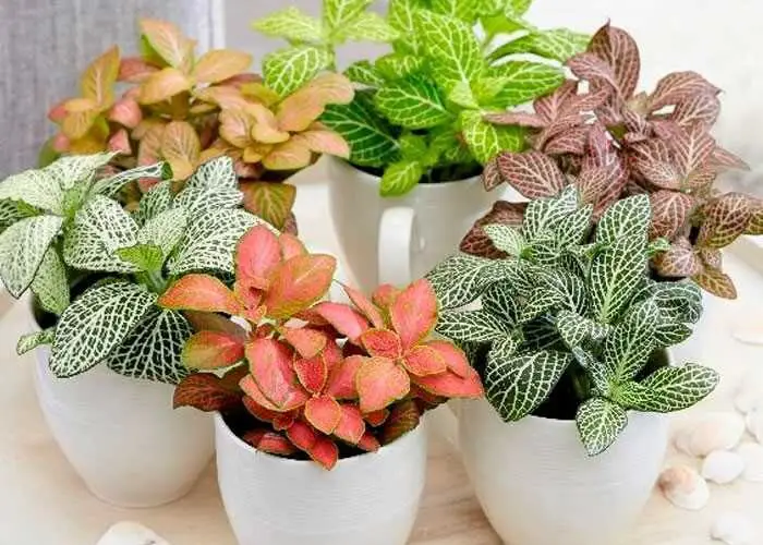 Si no tienes mucho espacio en tu casa, elige plantas de interior ...