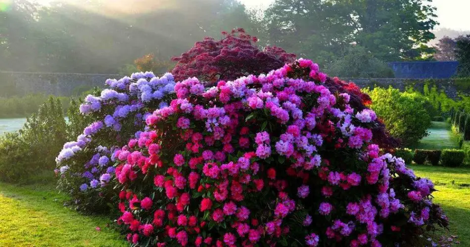 Arbustos que florecen en primavera. 9 de los arbustos más bellos y ...