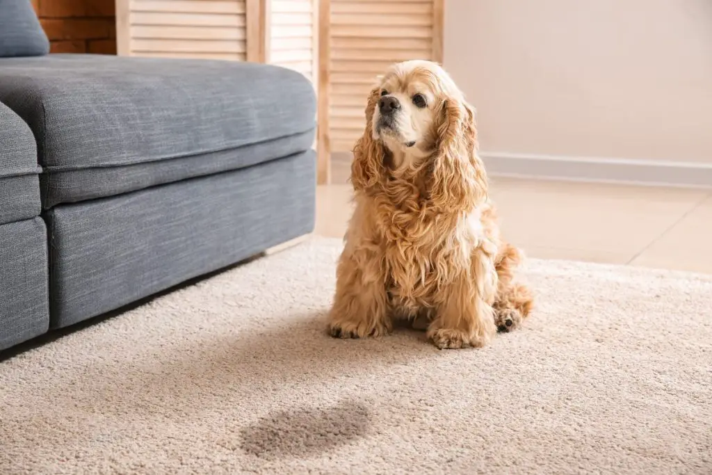Manchas de pipí de perro: ¡desde que descubrí este método ya no son un ...